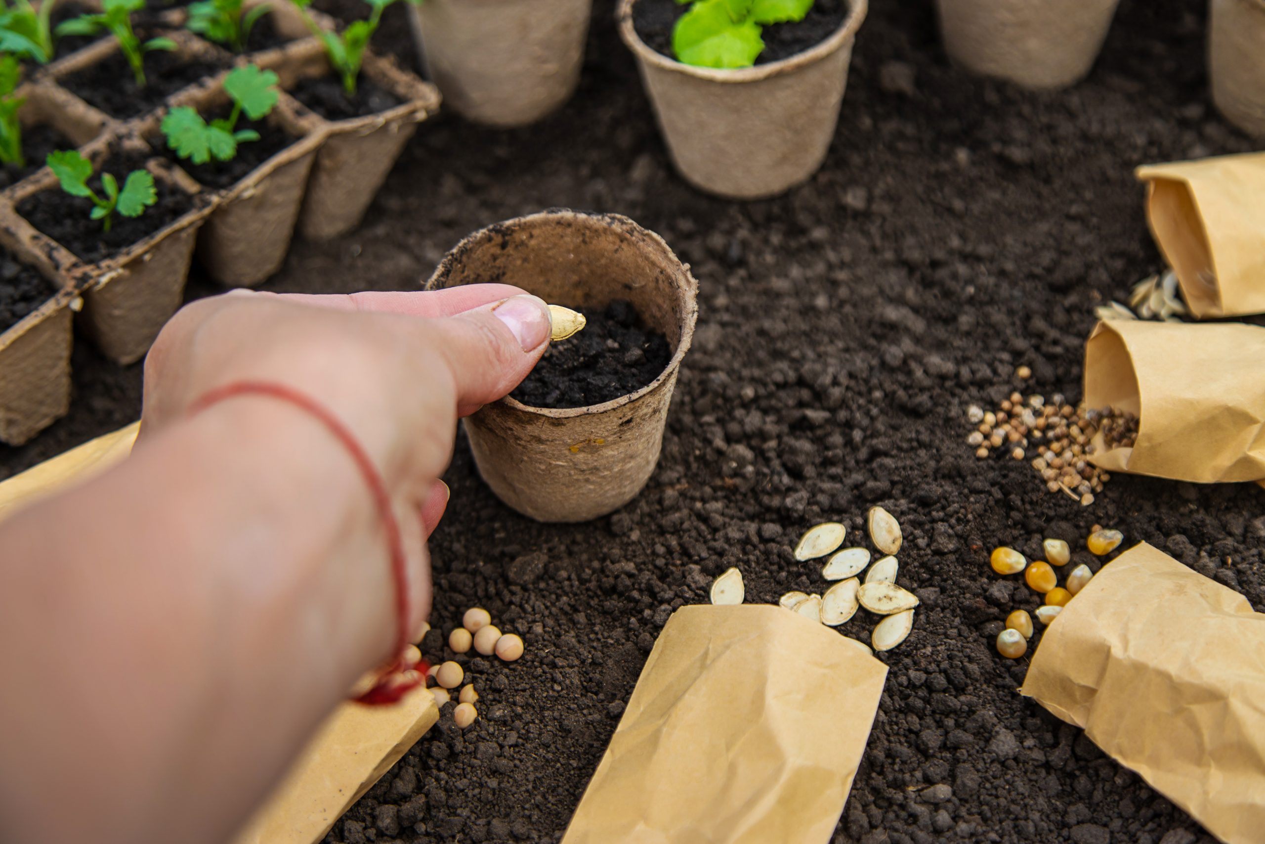 How to Grow Grains in a Small Garden - Tentrot